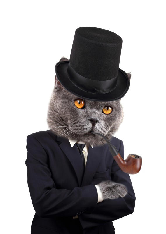 280+ old man cat names for wise and witty felines