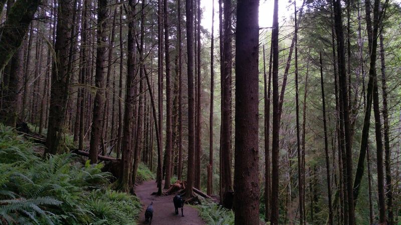 This Oregon river hike leads you across a hidden suspension bridge