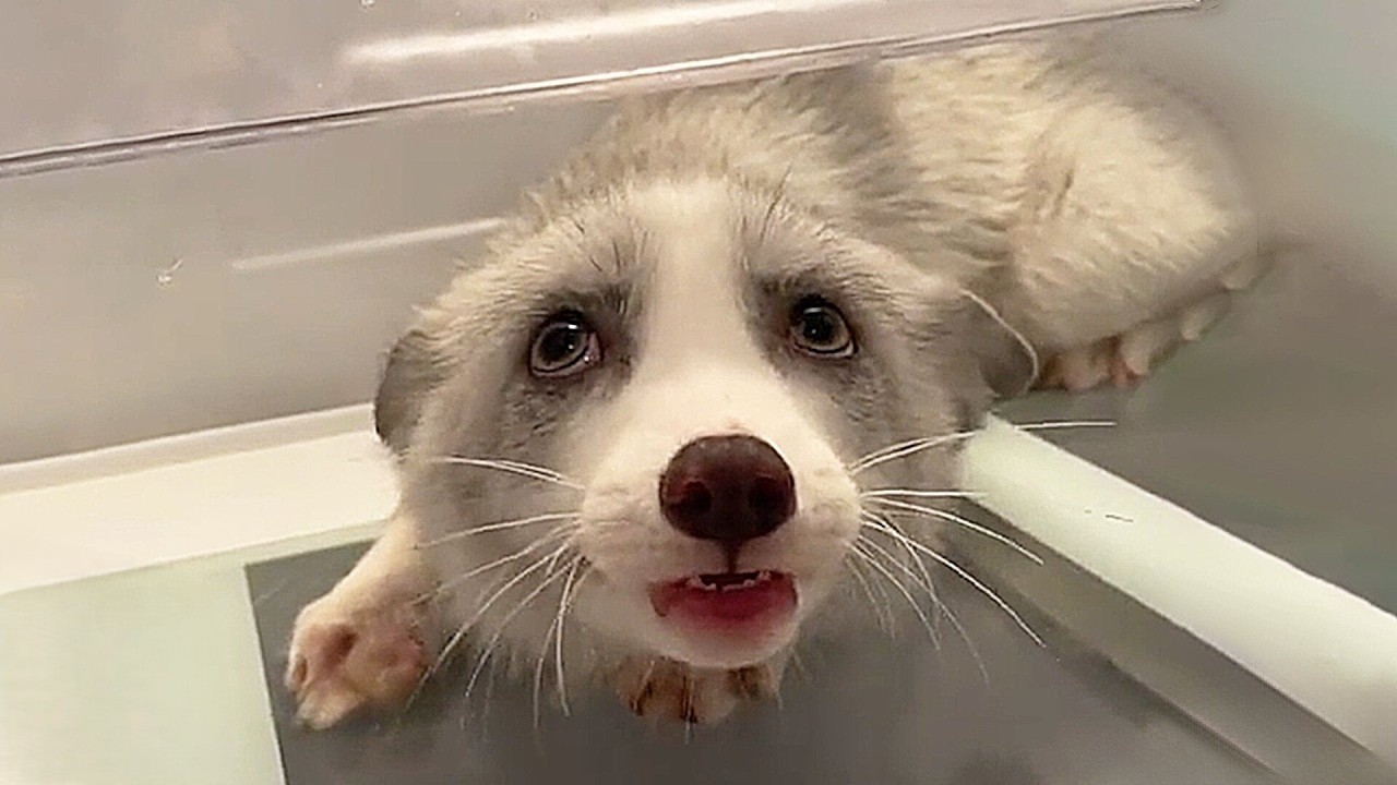 Injured baby fox was found alone - now he can’t stop loving everyone