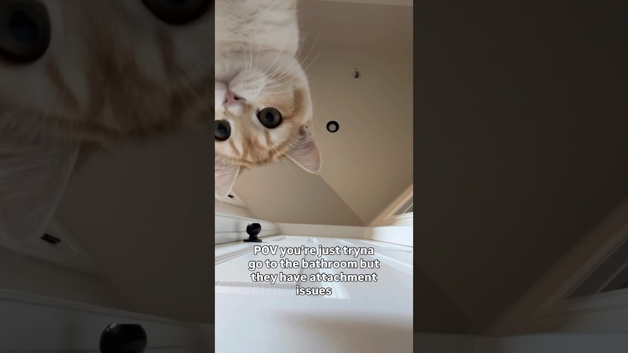 Sweet clingy cat waits for owner outside the bathroom