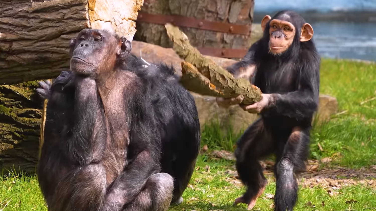 Watch what happens when chimpanzees plan an attack together