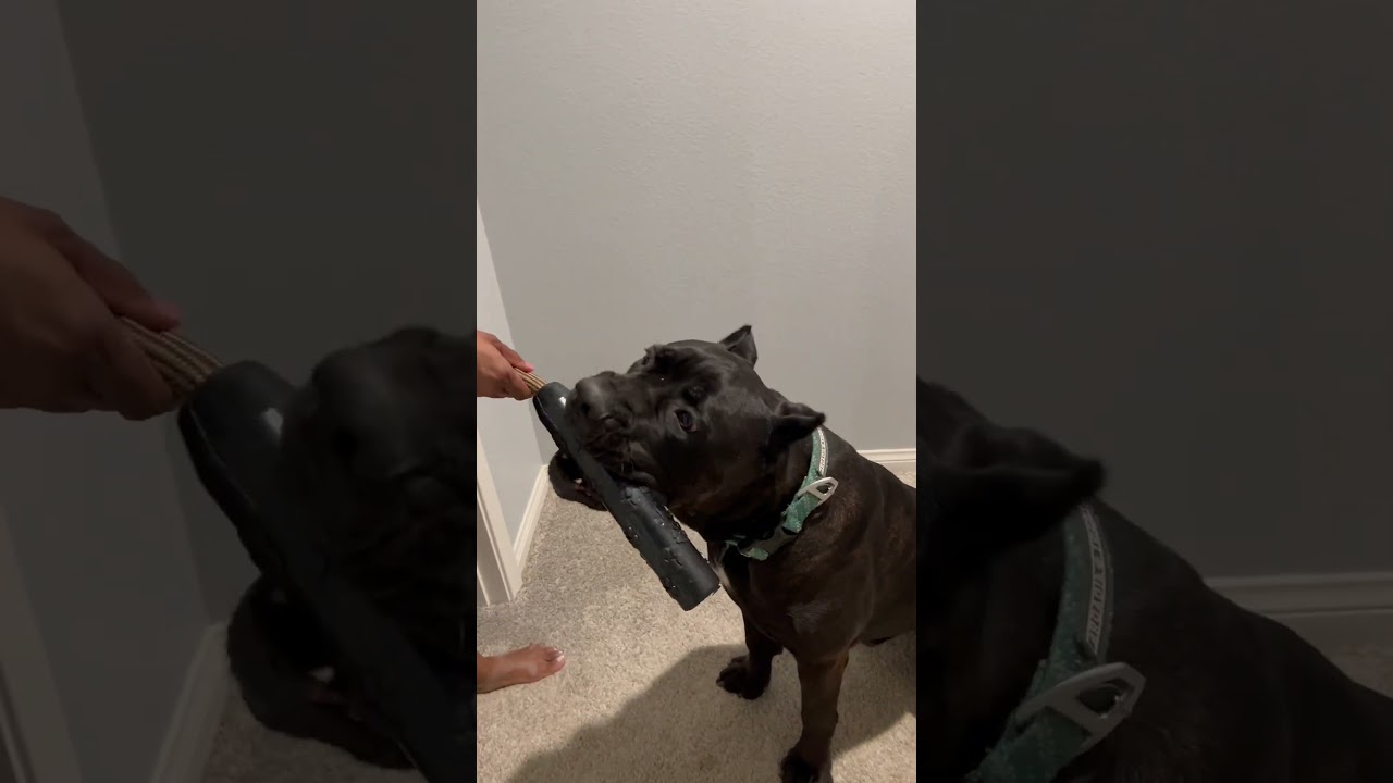 Dog waits patiently for toy while owner is singing