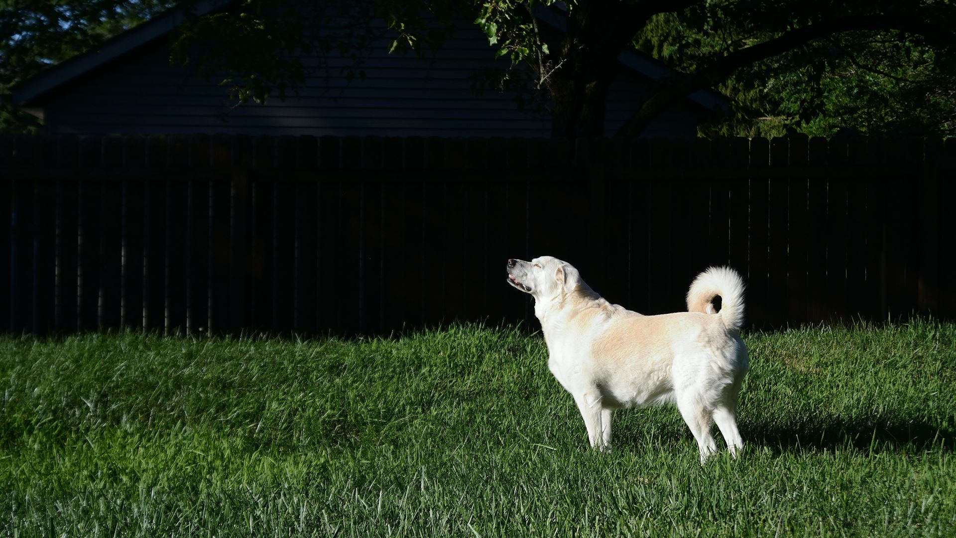 My neighbor’s dog keeps coming onto my property and digging up my ...