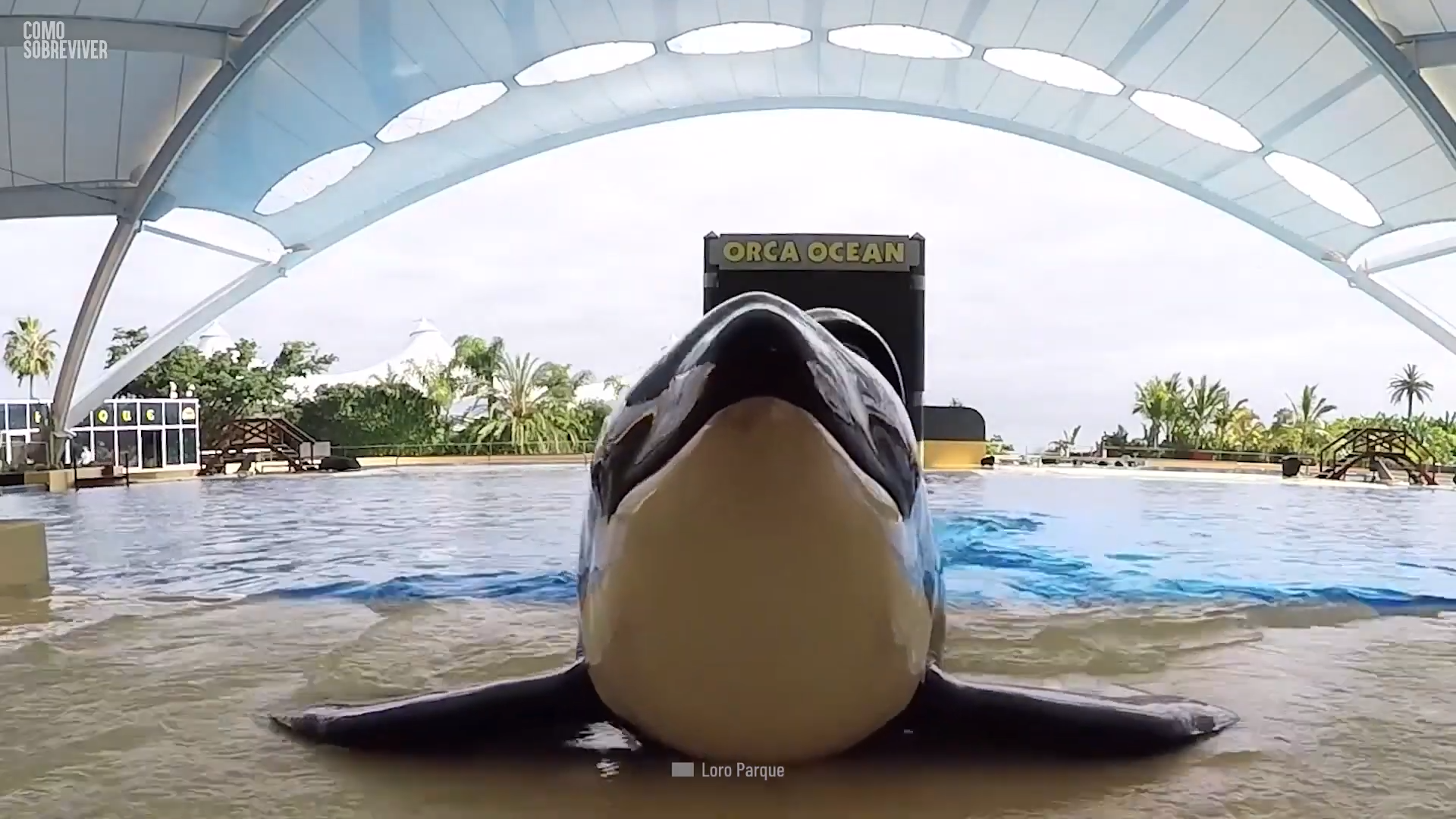 Como pessoas morreram nos piores ataques de orcas já registrados