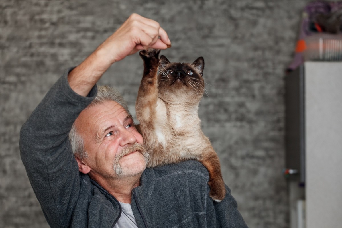280+ old man cat names for wise and witty felines