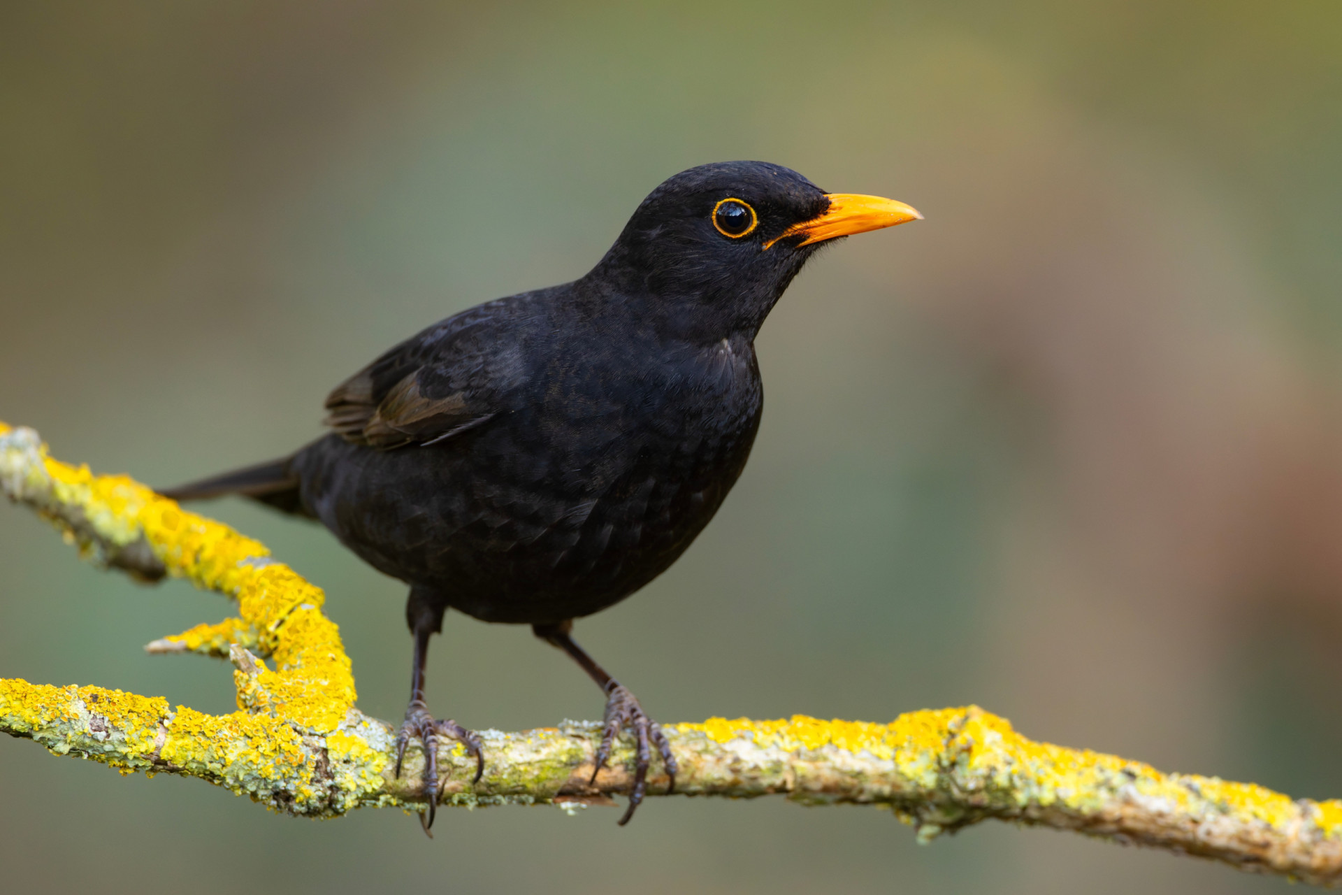 Animals that symbolize death