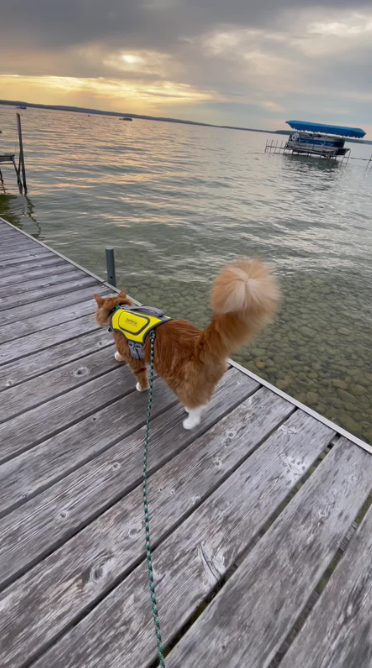 Boat life cat captain Liebchen cute travel vibes