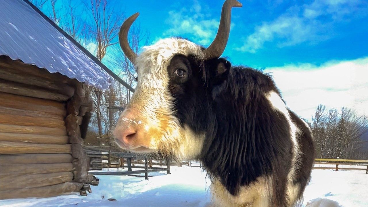 Lonely yak lost her sister - then she finally found her match