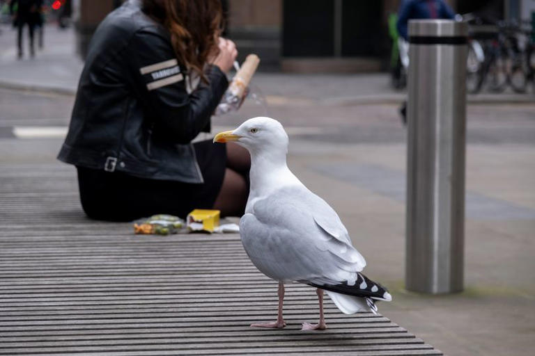 Yorkshire man admits 'knocking out' seagull in expletive-laden ...