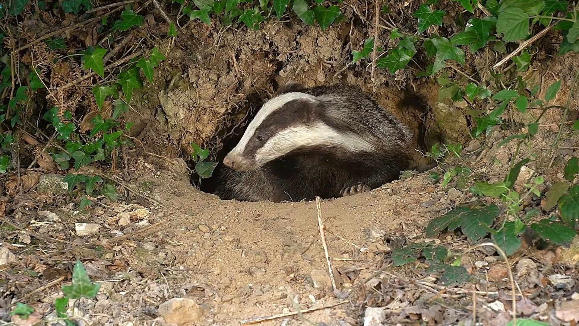 Badgers: Close-up footage of the lone black and white diggers - Worldwide