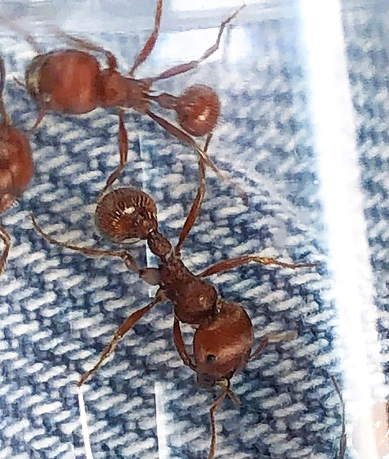 This toxic ant has been found in Nevada and other western states