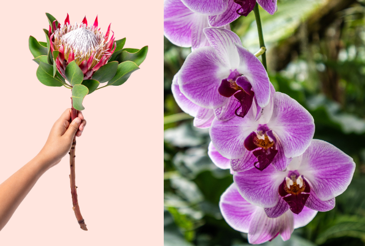 The hidden meanings and origins of 20 beautiful flowers