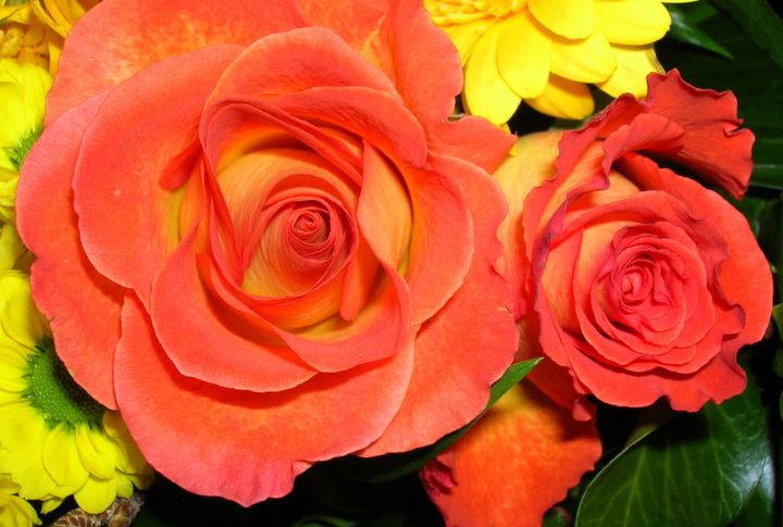 The hidden meanings and origins of 20 beautiful flowers