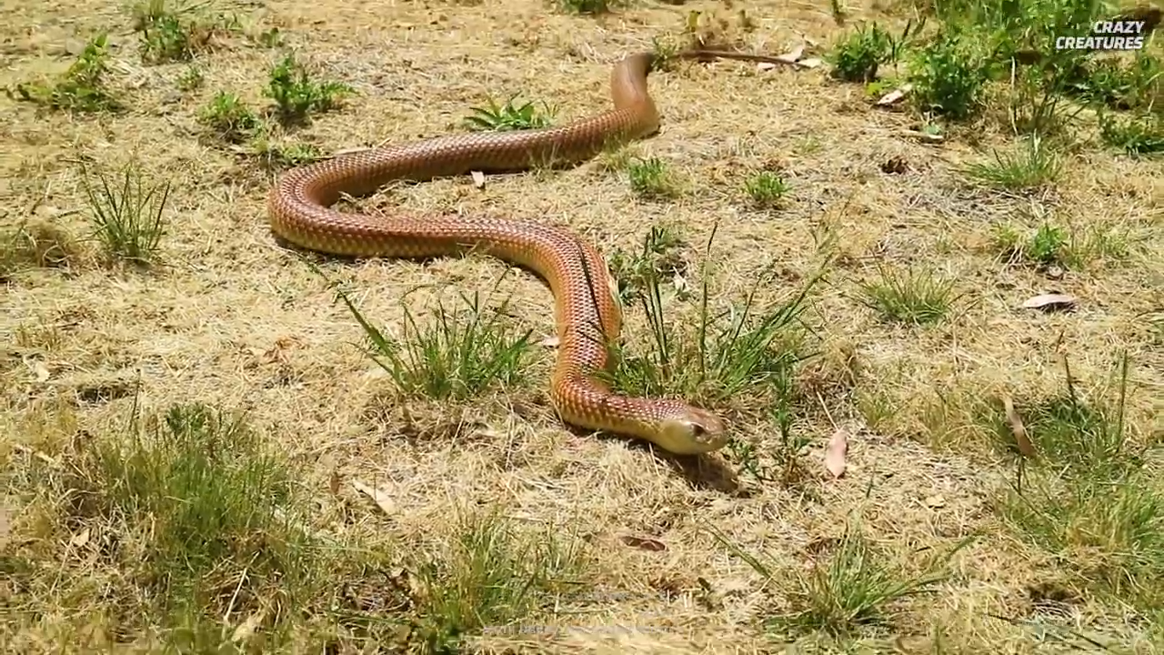 A snake with venom that shuts down the body in minutes - found in open ...