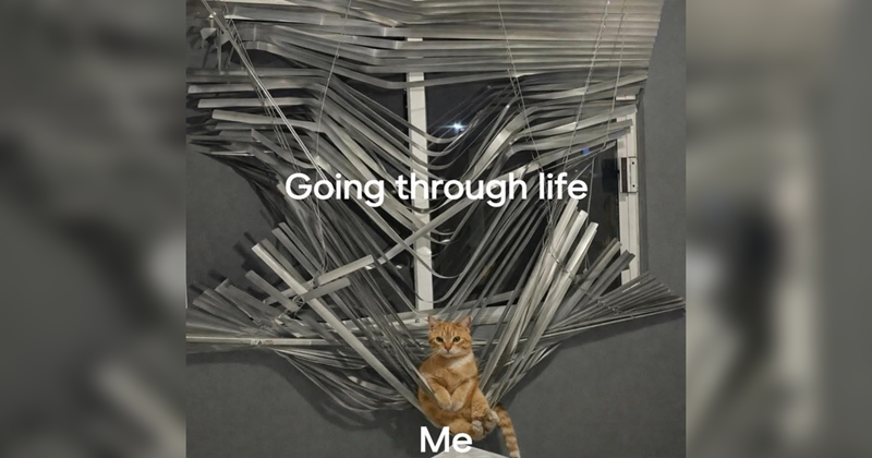31 memes to brighten things up