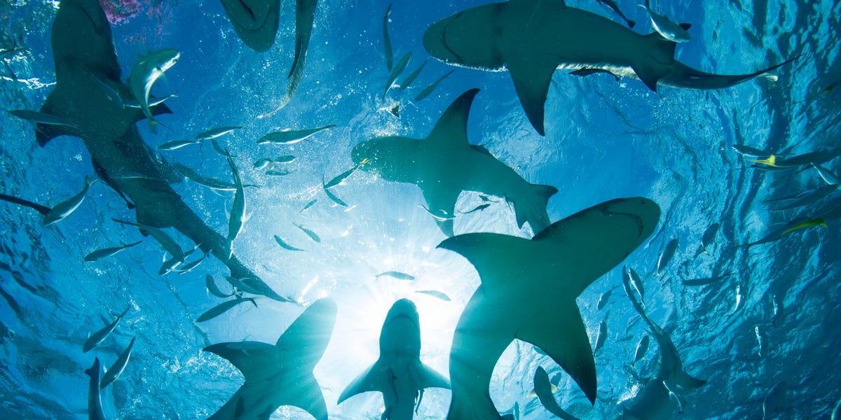 Scientists don’t know exactly what a shark is