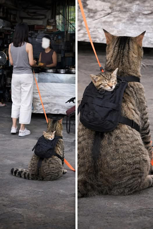 Gatta a passeggio con zainetto porta il cucciolo e conquista tutti