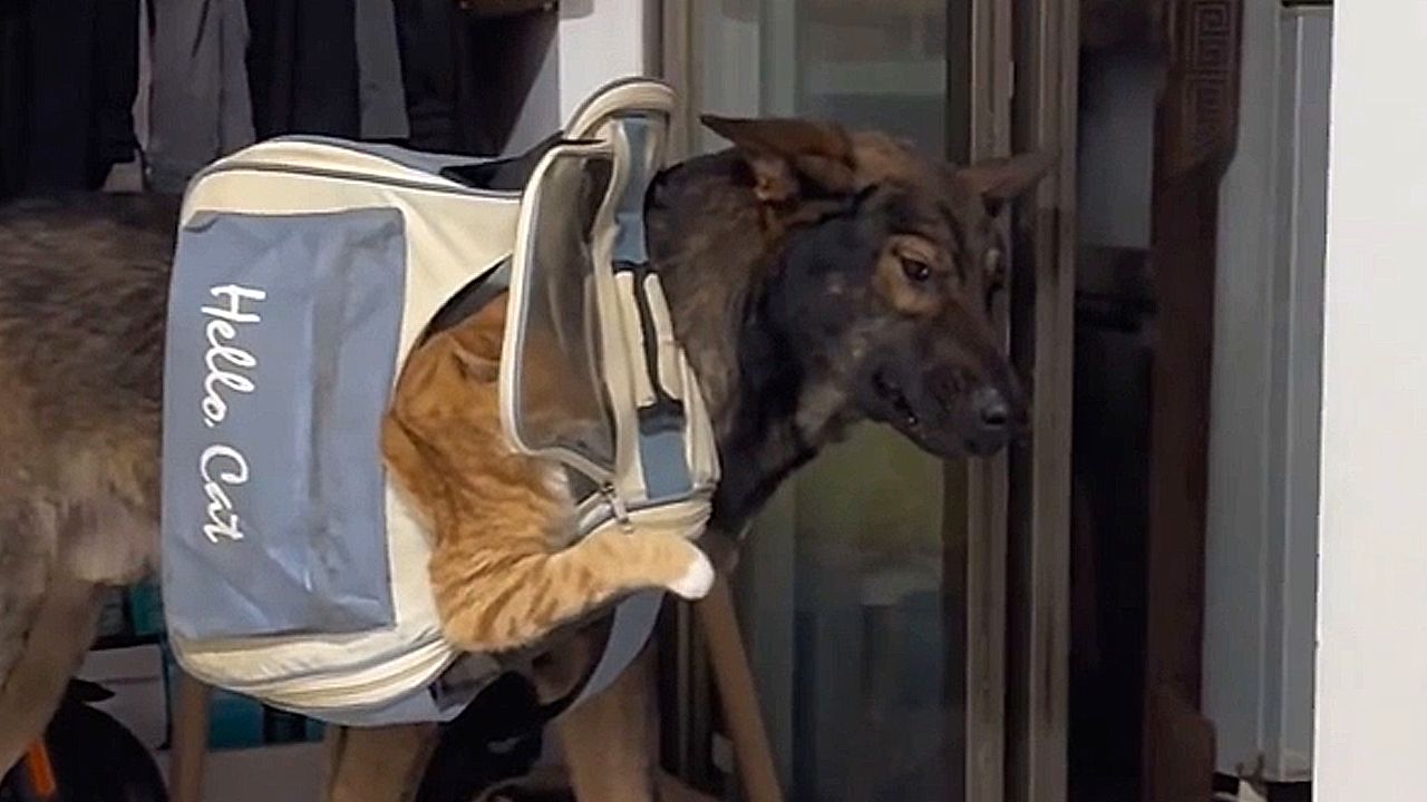 El gato no está contento con la calidad de las habilidades del perro ...