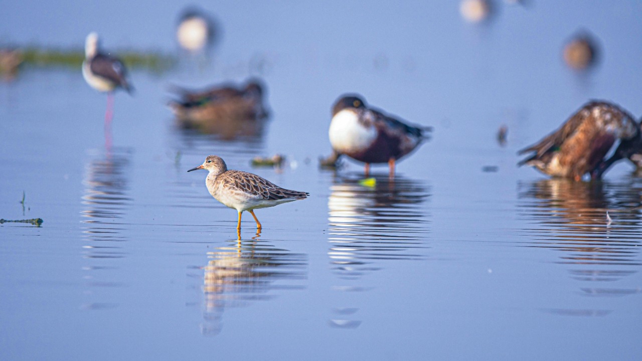 How birds may be spreading plastic pollution across ecosystems?