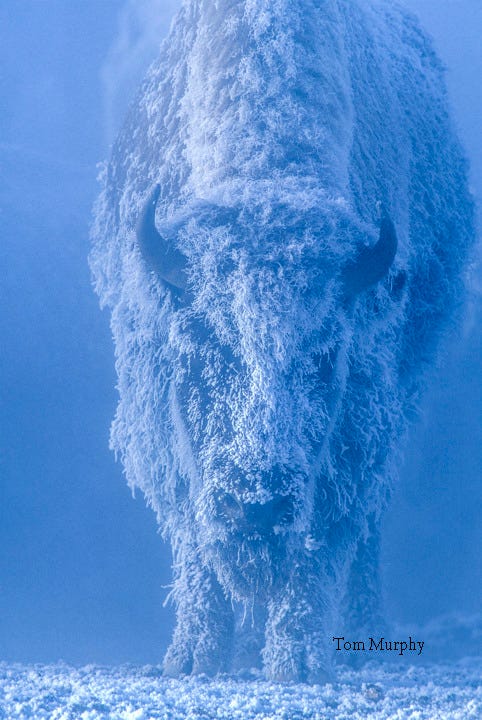 Photographer's image of a bison earns a place on a new postage stamp