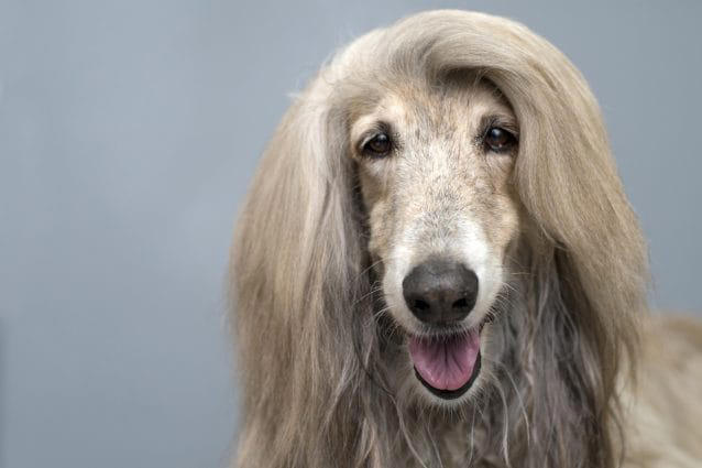 Perché Maltesi e Barboncini perdono meno pelo: le razze di cani che non ...