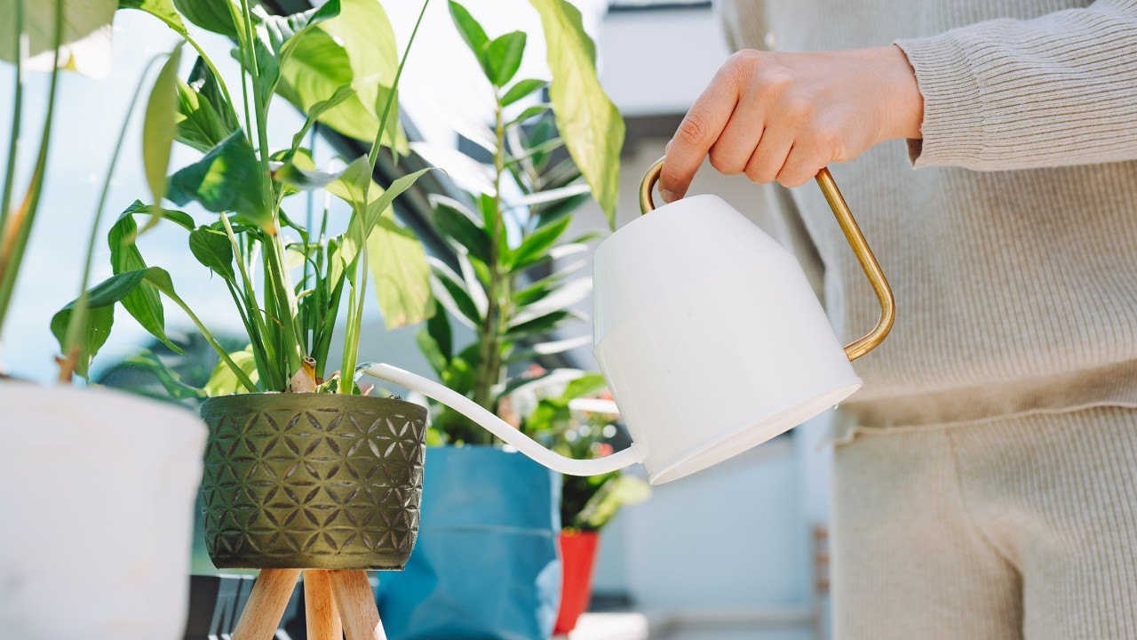 6 houseplants homeowners are adding in 2026 for a better living space