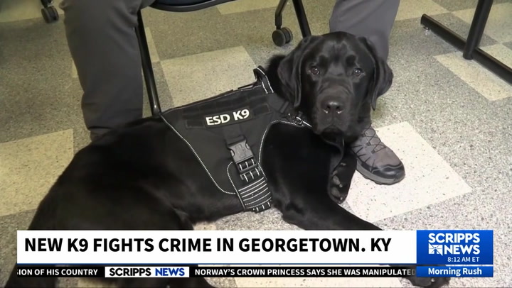 Georgetown's newest K9 hero: Flash joins police force