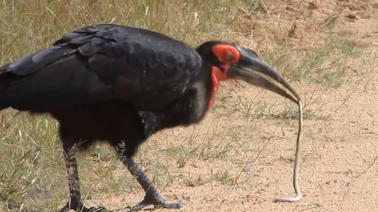 A bird that specializes in dangerous prey - and rarely makes a mistake