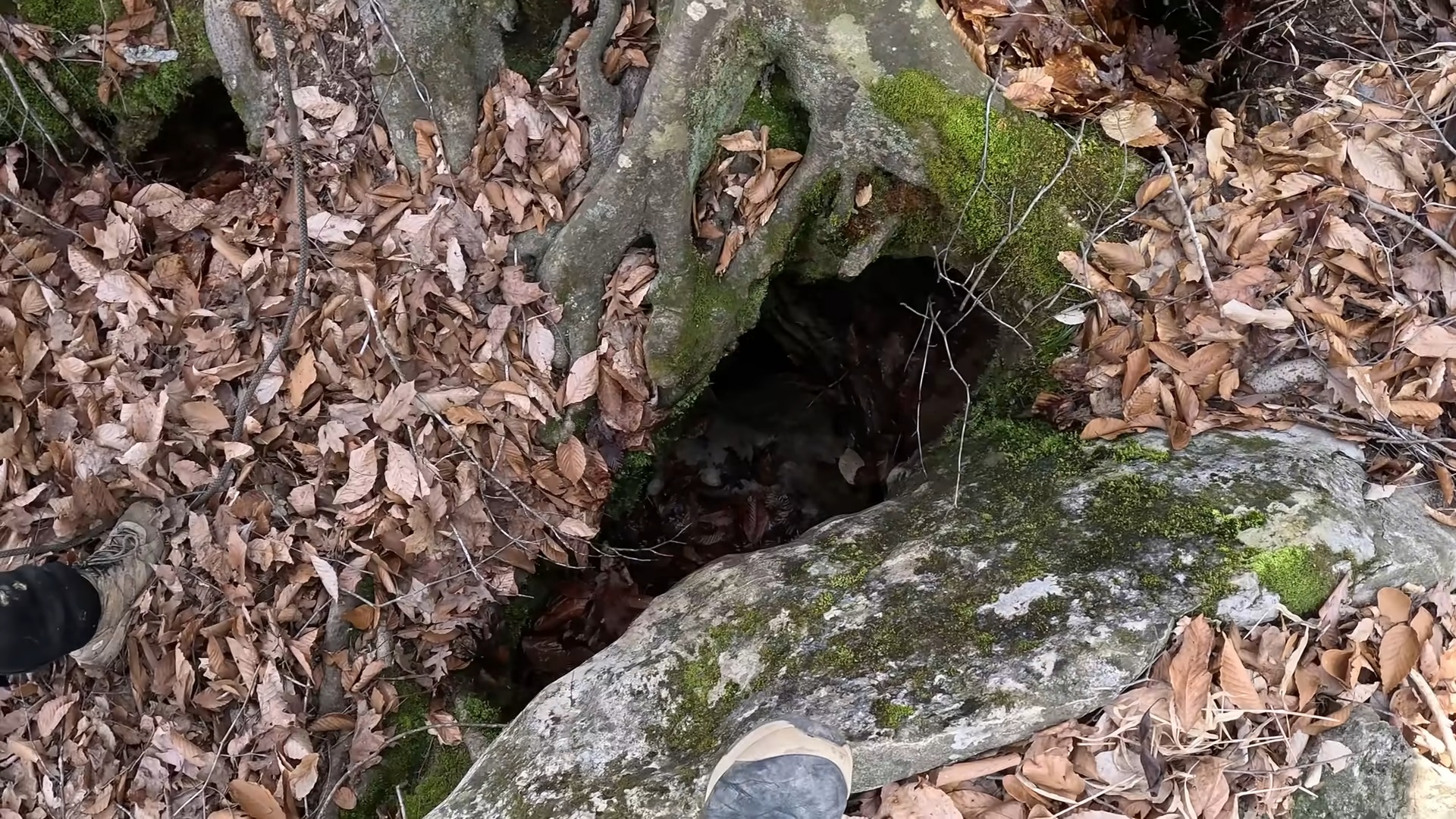 They put a camera inside a tiny hole under a tree - what happened next ...