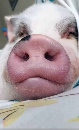 Rainbow’s nose gets booped and the cutest reaction follows