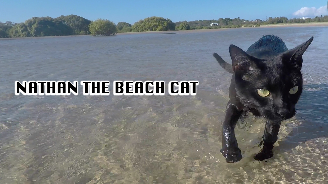 Nathan the beach cat 'testing the waters' in Queensland