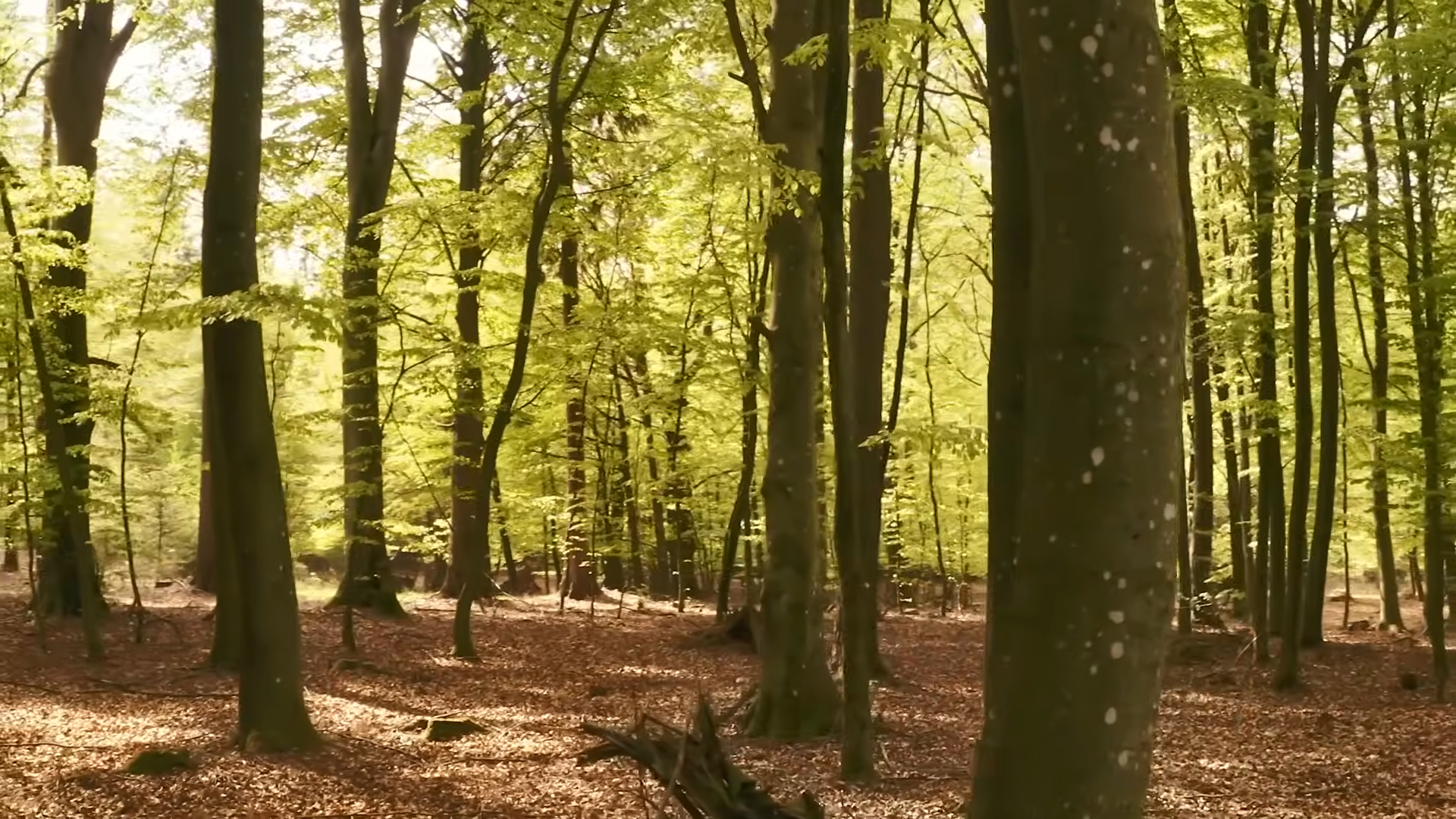 100 years later - this land still kills anyone who enters