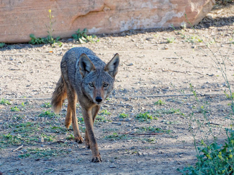 Seeing coyotes in the daylight could be a warning sign