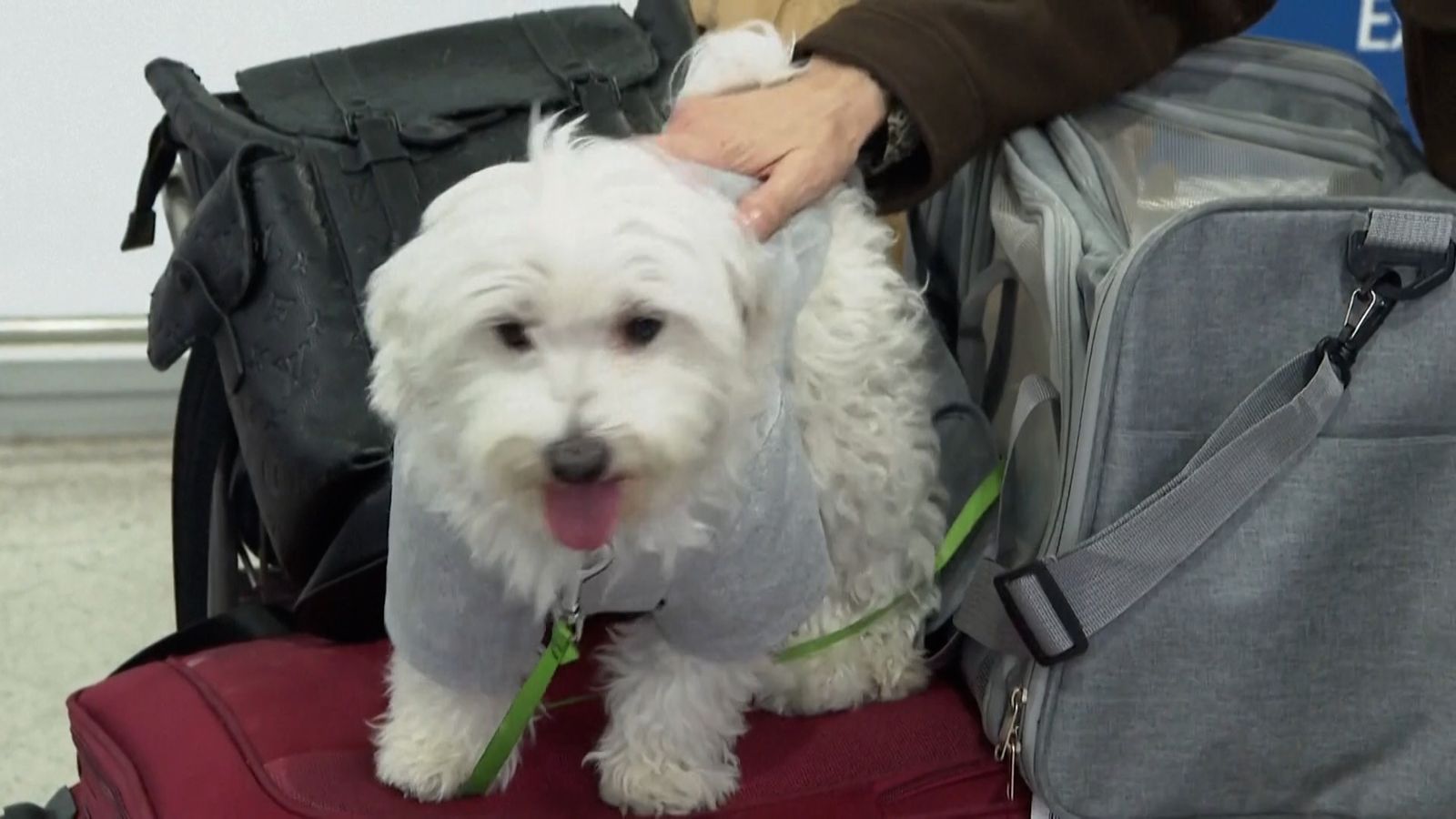 Pets evacuated from Abu Dhabi to Athens amid Iran war