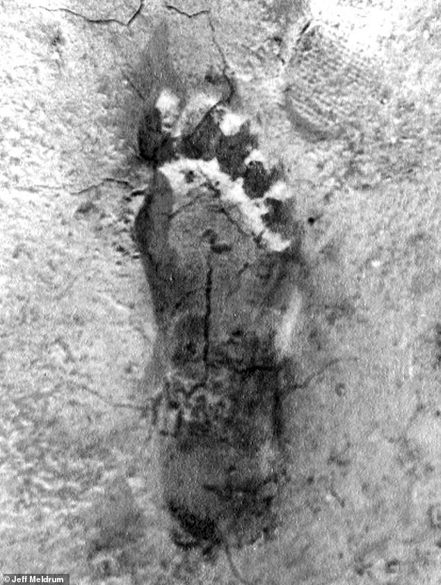 Truth about most famous Bigfoot footage ever is finally revealed as new ...