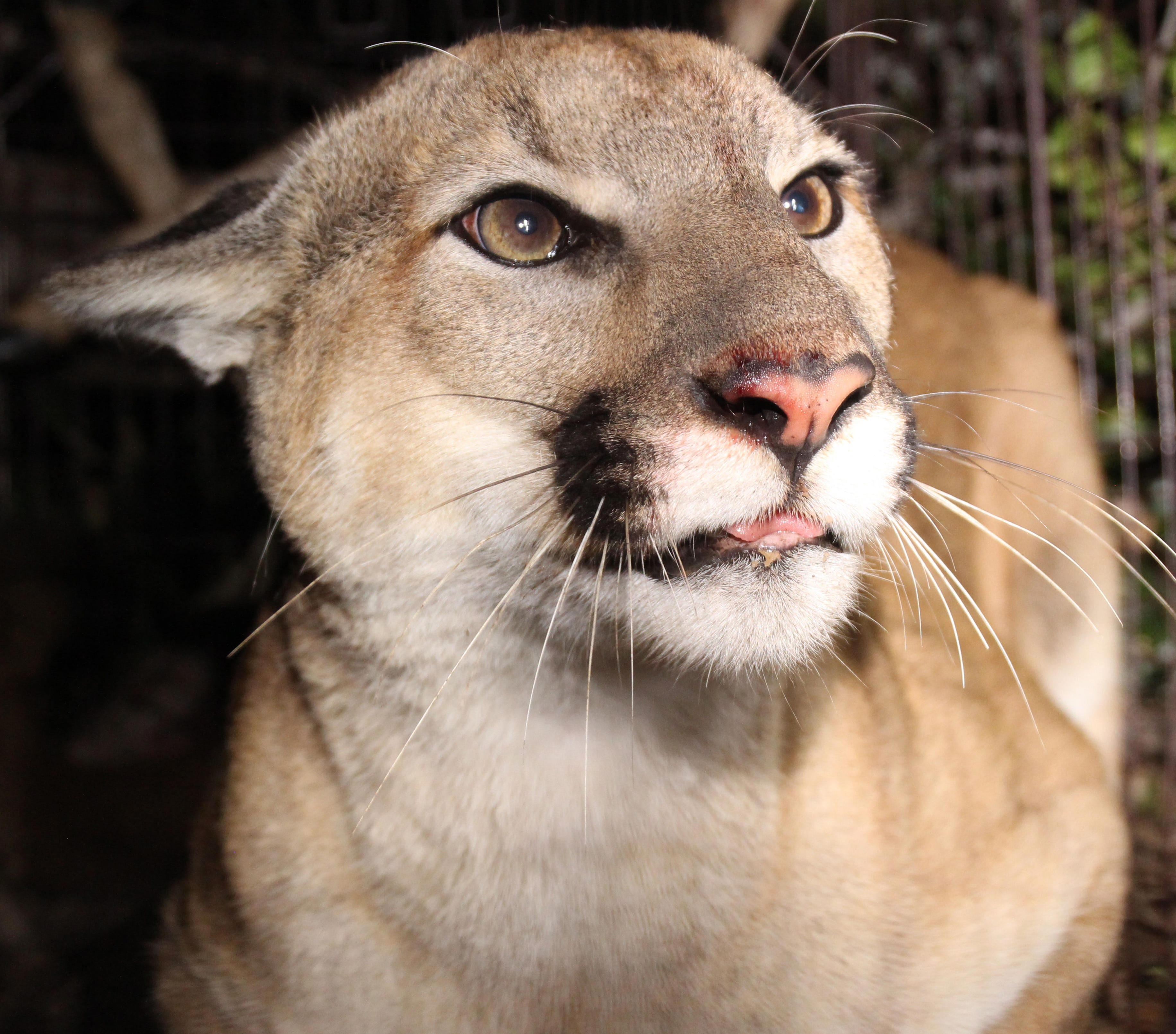 Oxnard mountain lion ID'd. Here's how he got there and where he is now