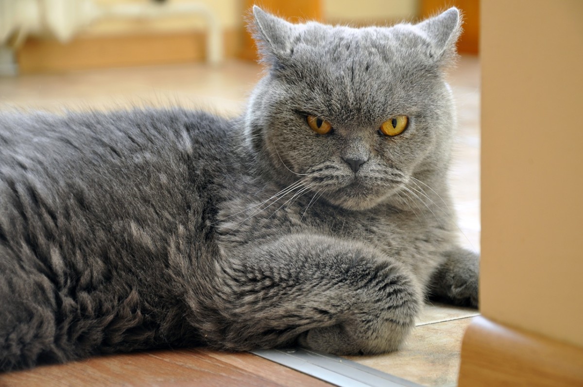 7 everyday words that cause cat stress and anxiety, says vet