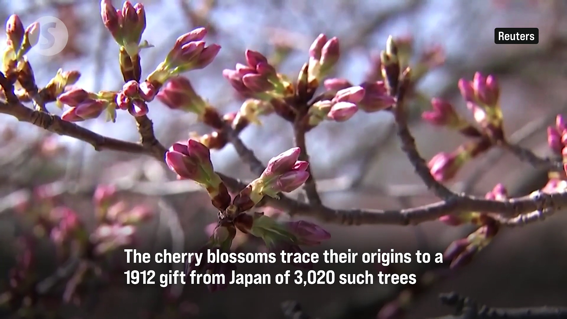 DC cherry blossoms near bloom as Japan donates 250 more trees