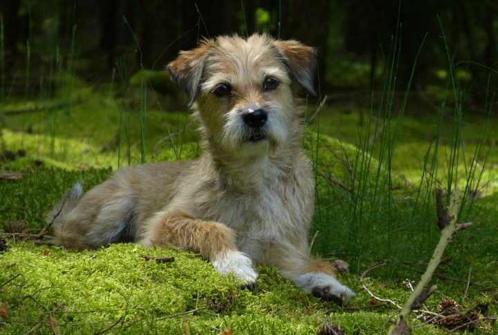 15 dogs with naturally relaxed personalities