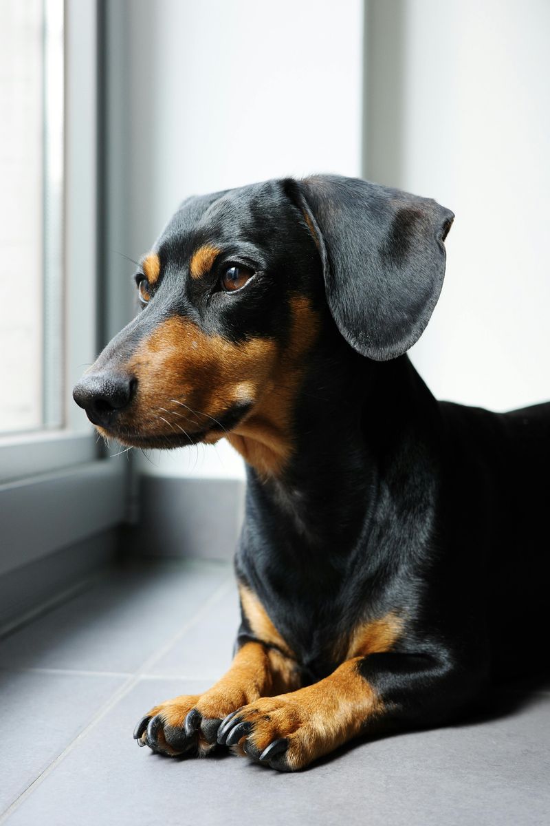 16 dog breeds that behave differently the second food is even mentioned