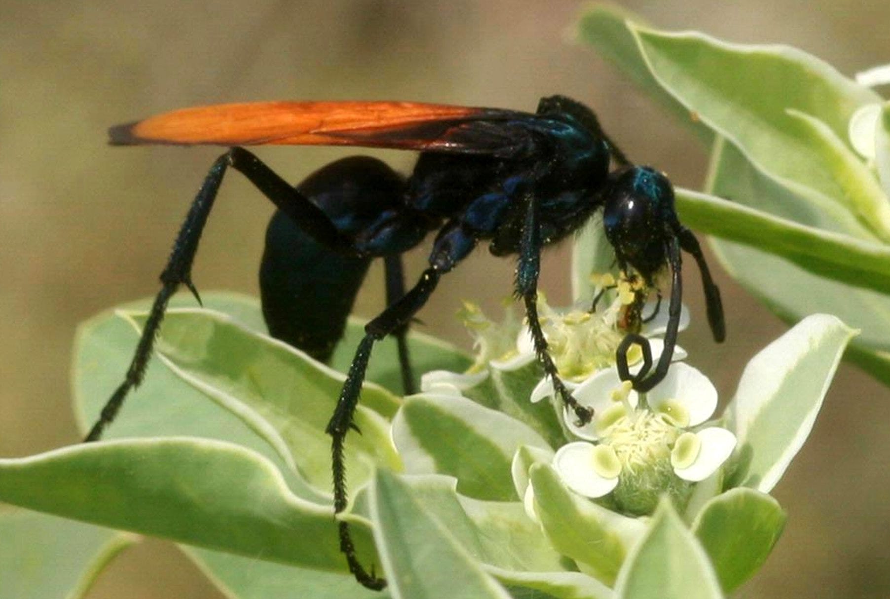 How bad is a tarantula hawk sting? Pretty brutal, experts say