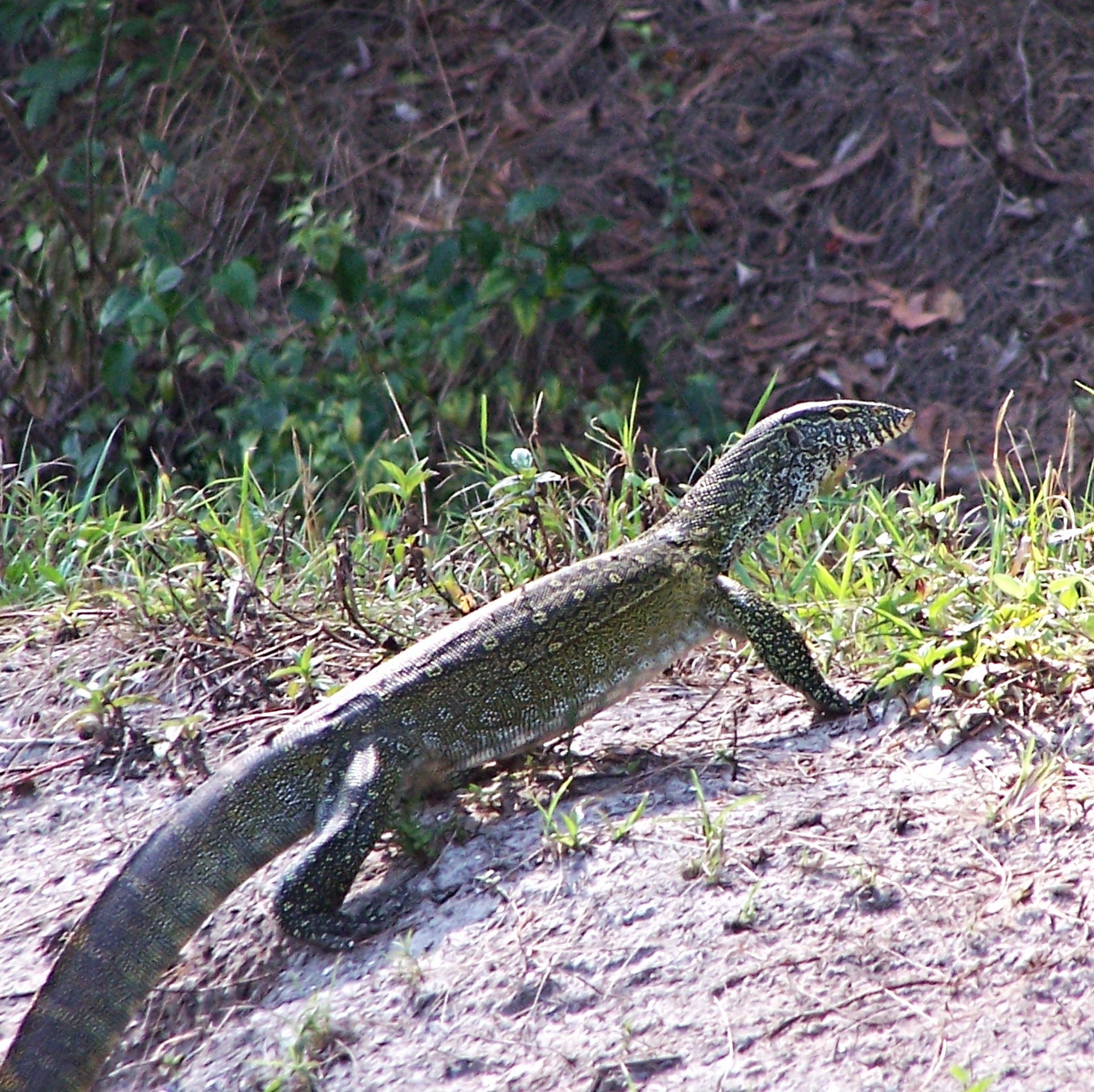 This invasive lizard in Florida is raising concerns. Here's why.
