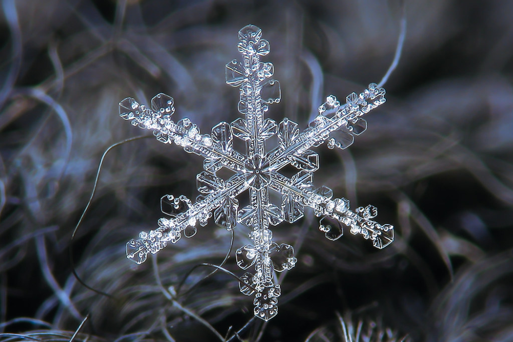 16 times nature created perfectly symmetrical objects