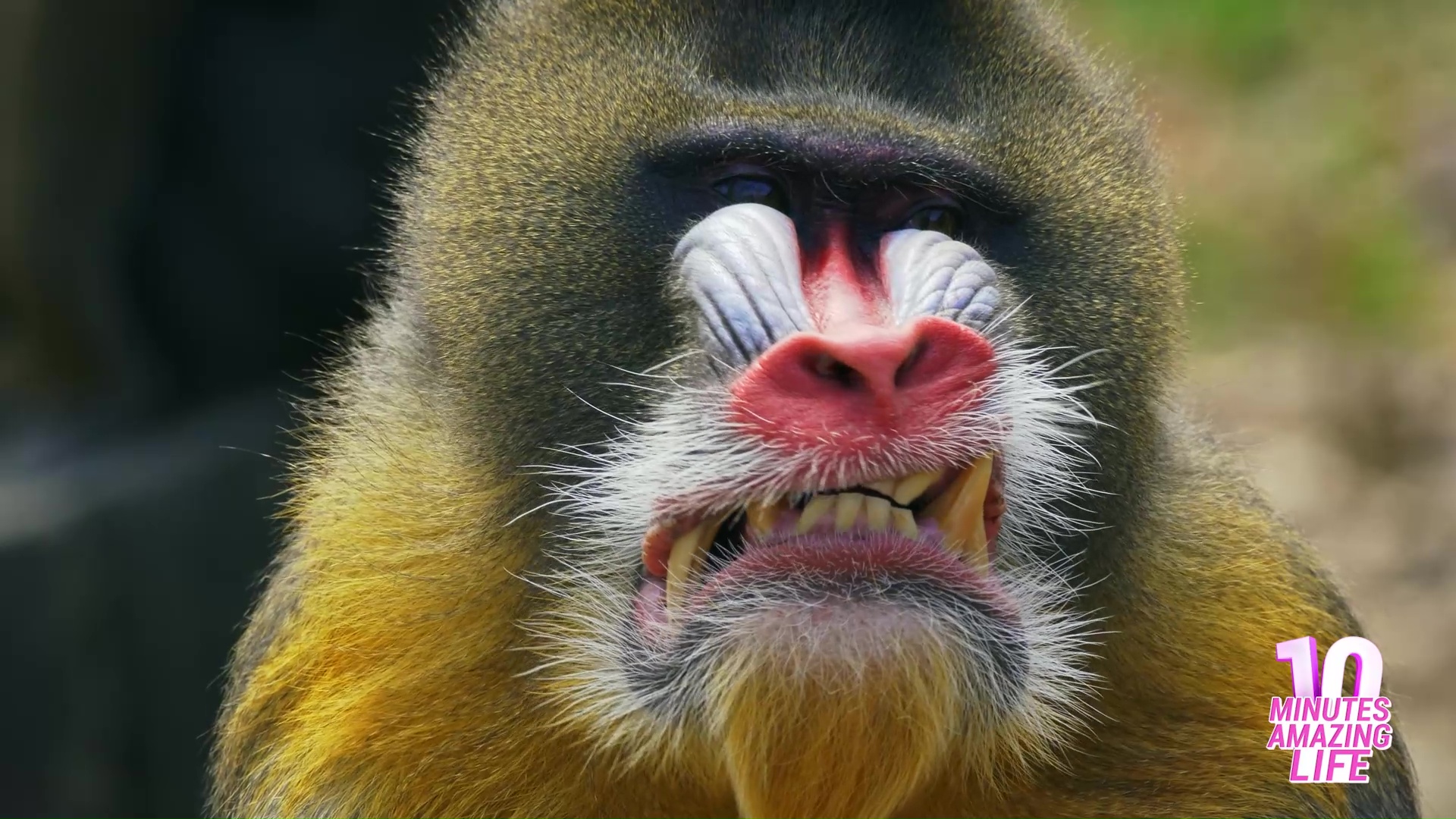 This Mandrill Warned By Slowly Showing Its Teeth