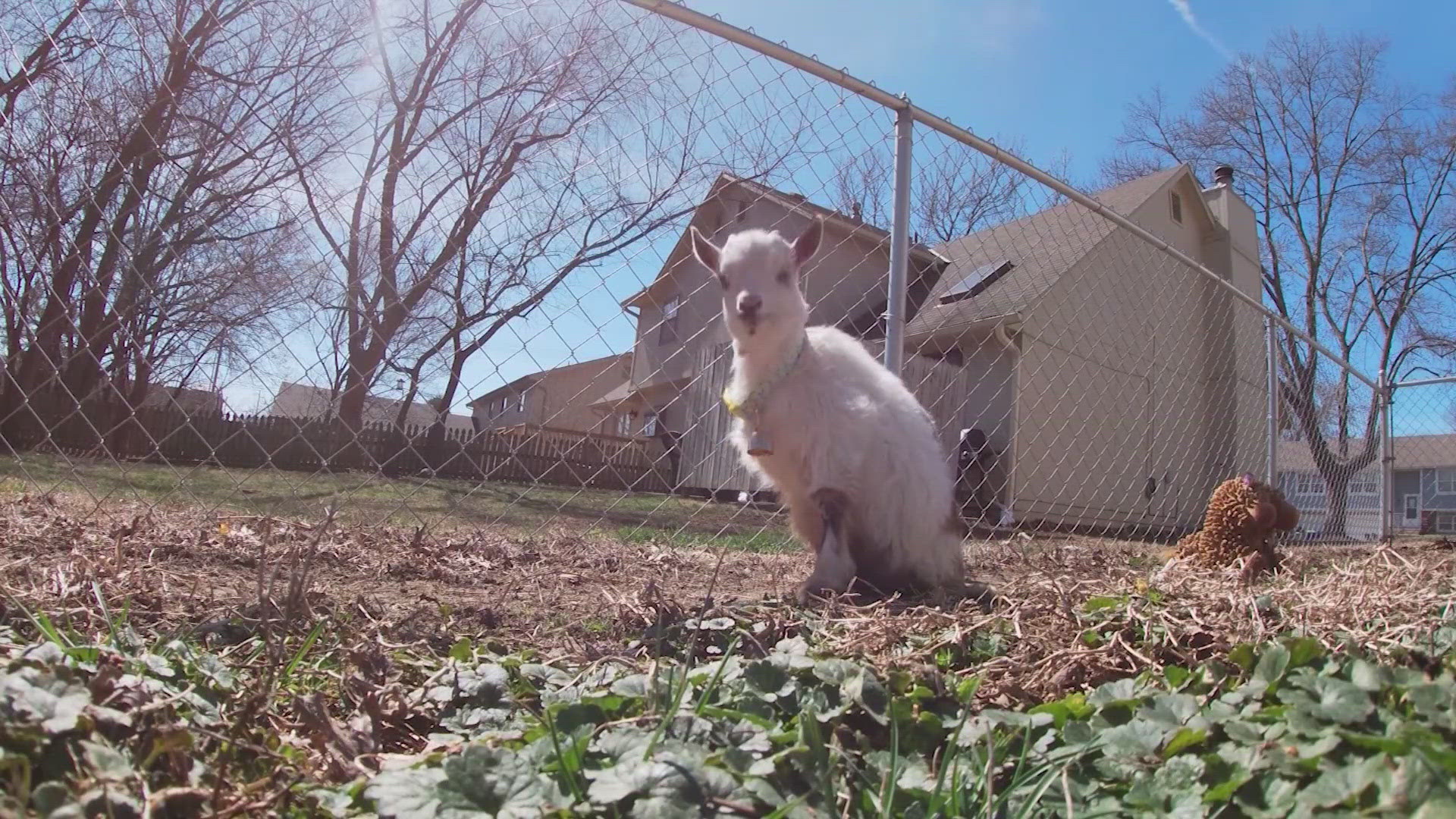Wheelie Nelson: Kansas goat gets wheels to overcome birth defect
