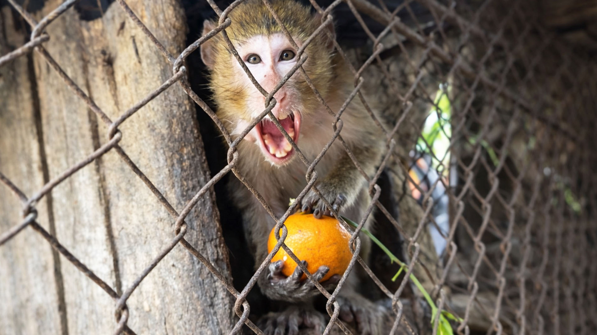 Monkey refuses orange and shows its emotion