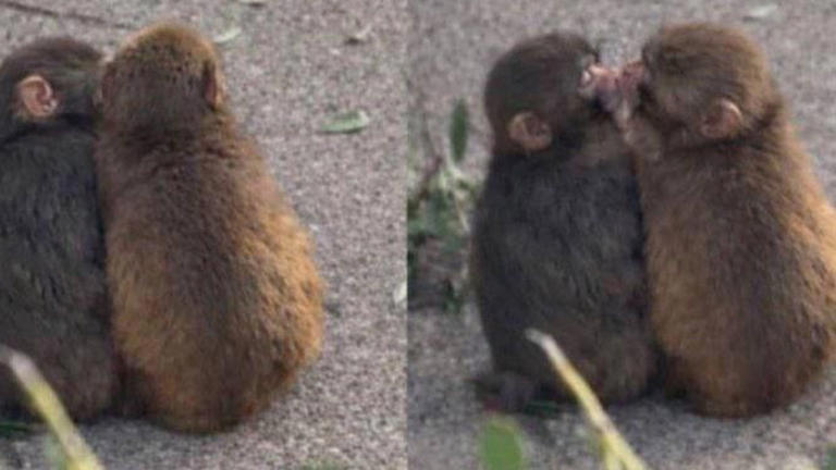 Sociala medier-stjärnan Punch the Monkey är inte längre ensam: hans nya ...