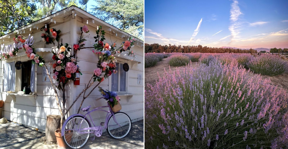 This California lavender farm will convince you you’ve stepped into ...