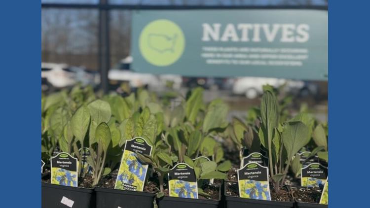 Second Chance Plants hosts 2nd annual Pollinator Festival