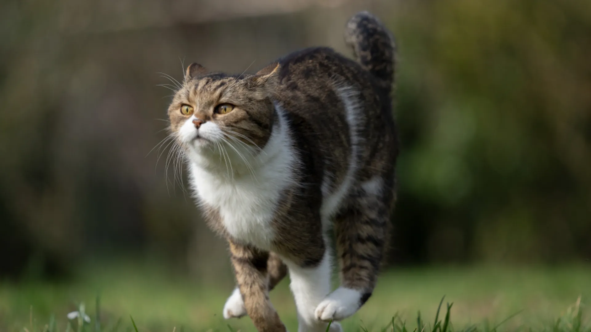 Katten verjagen: planten waar katten voor wegrennen